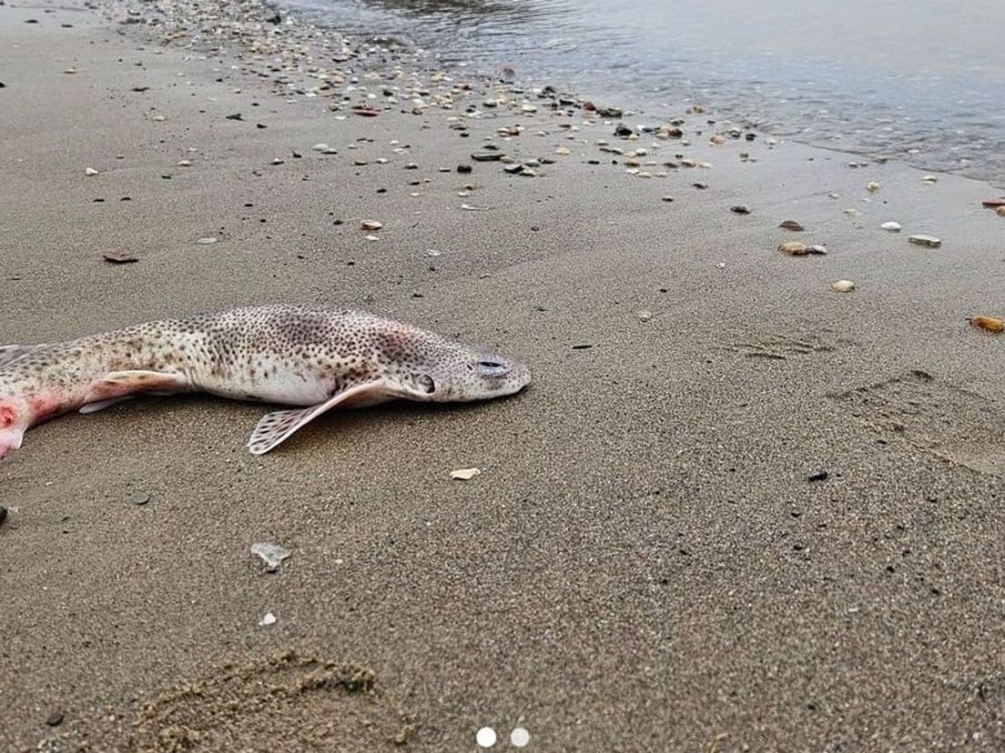 Wandelaars vinden hondshaai in Crezéepolder - RTV Papendrecht